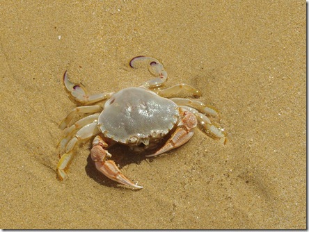Venus Bay Observation Project: Where are all these crabs from?